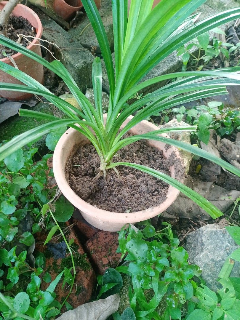 Pandan plants, Furniture & Home Living, Gardening, Plants & Seeds on ...