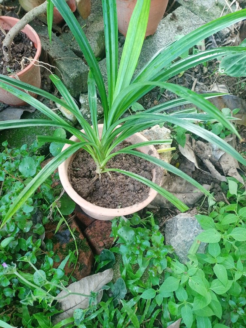 Pandan plants, Furniture & Home Living, Gardening, Plants & Seeds on ...