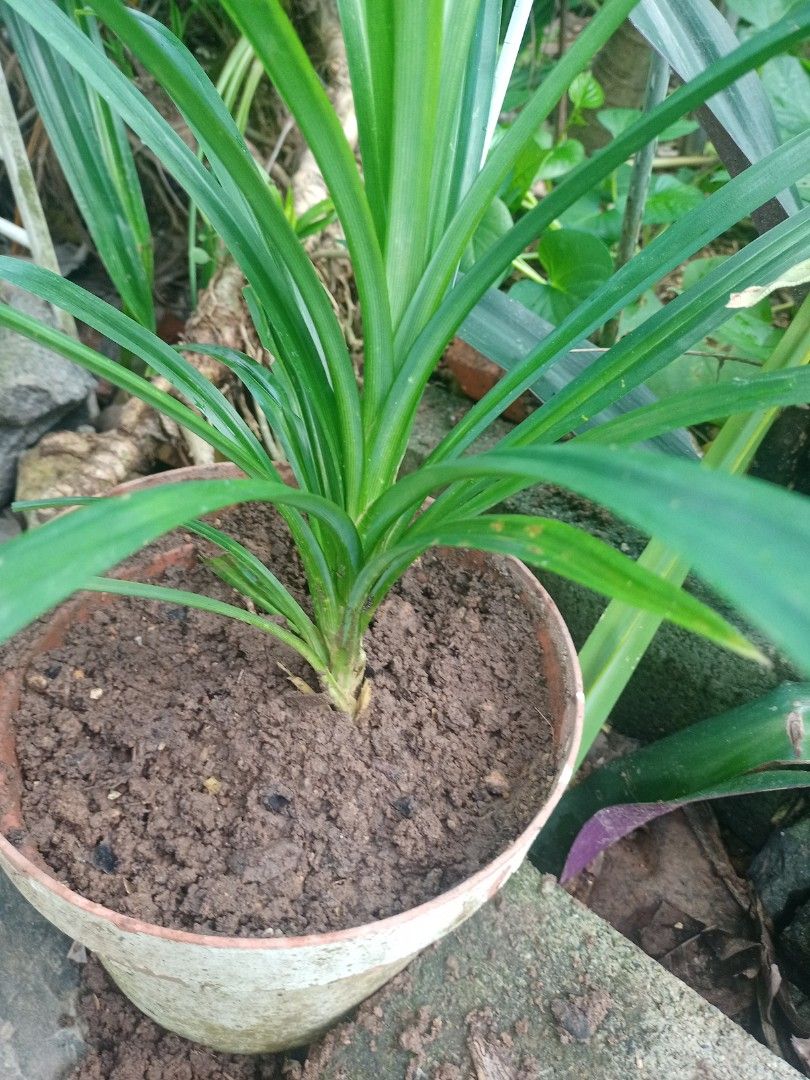 Pandan plants, Furniture & Home Living, Gardening, Plants & Seeds on ...