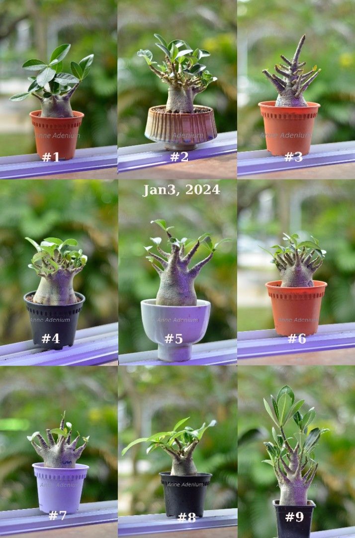 Adenium Arabicum / Adenium Thai Soco with radial root, 9 different ...