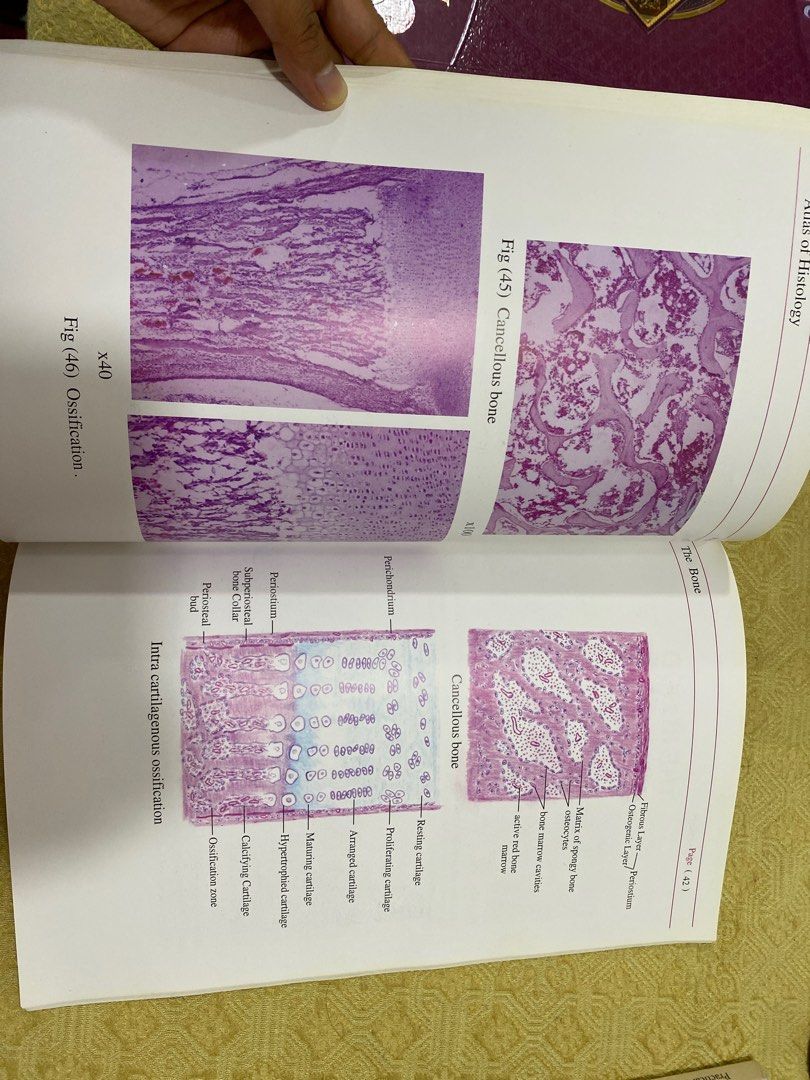 Atlas of histology, Hobbies & Toys, Books & Magazines, Textbooks on ...