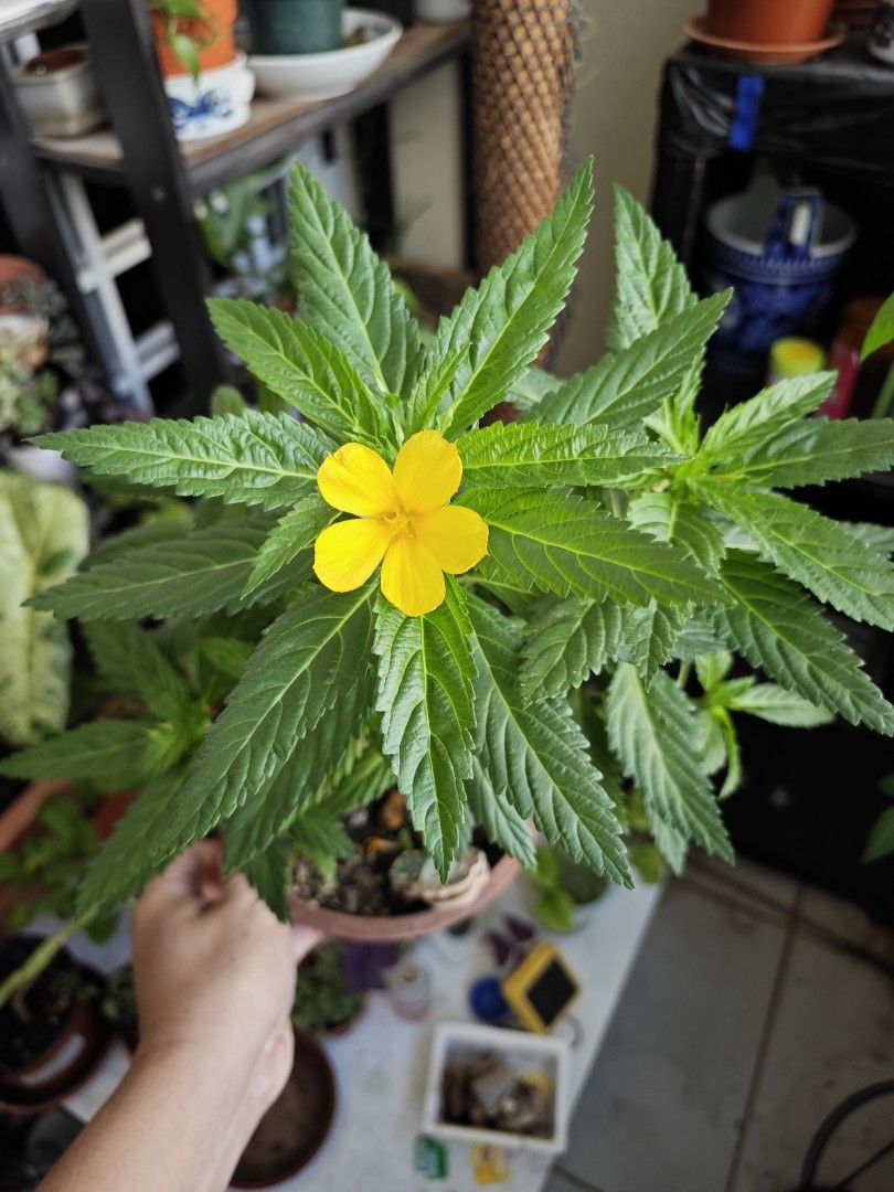 Damiana -Tunera Diffusa in organic soil, aphrodisiac, Furniture & Home Living, Gardening, Plants ...