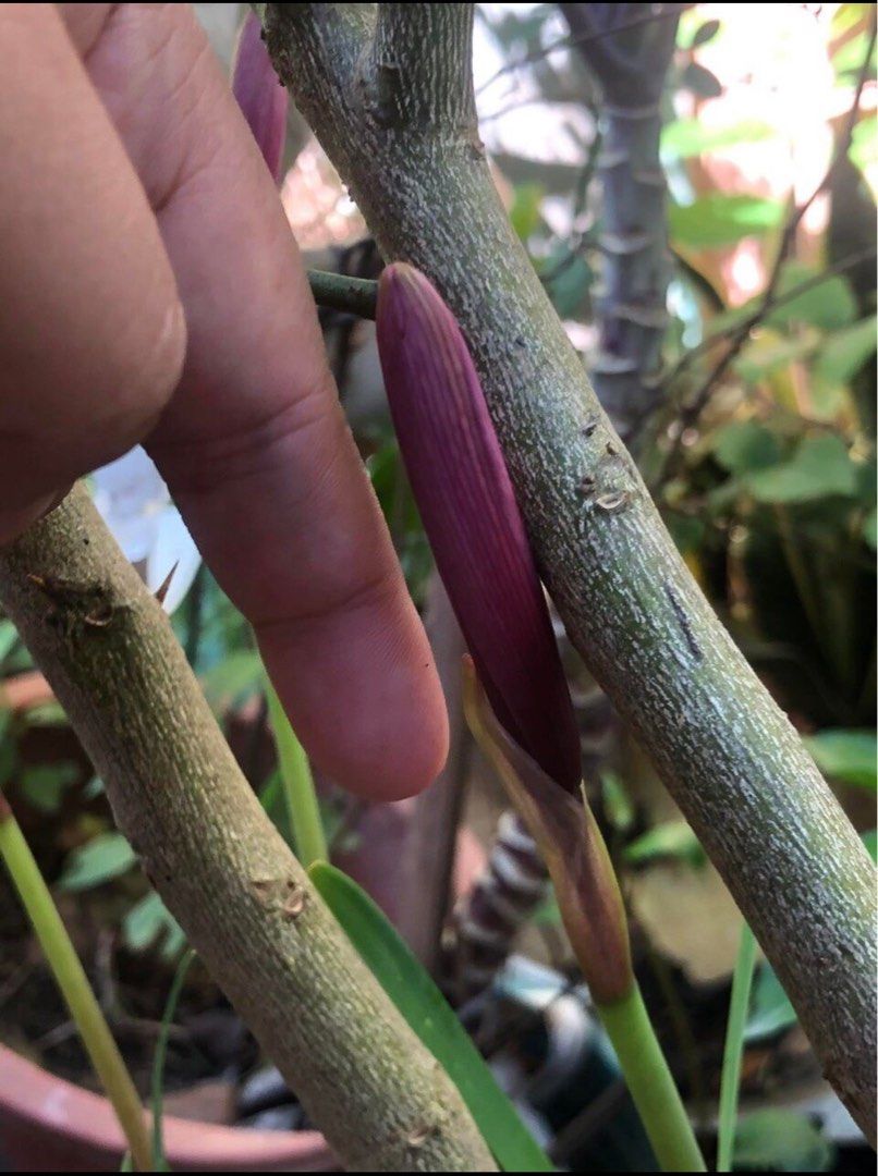 JUMBO PURPLE RAIN LILY 02 TUBERS, Furniture & Home Living, Gardening ...