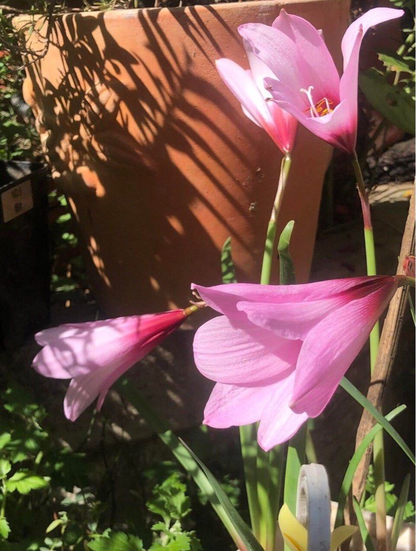 JUMBO PURPLE RAIN LILY 02 TUBERS, Furniture & Home Living, Gardening ...