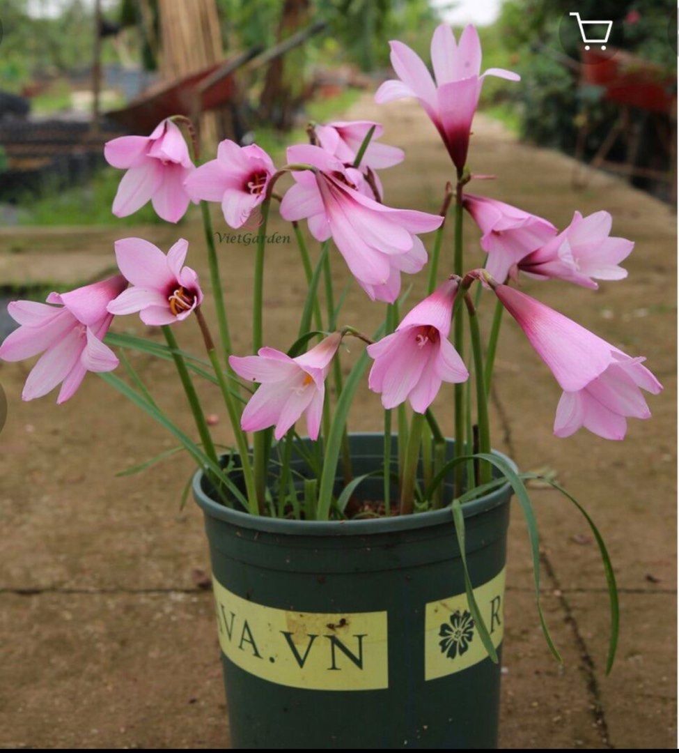 JUMBO PURPLE RAIN LILY 02 TUBERS, Furniture & Home Living, Gardening ...