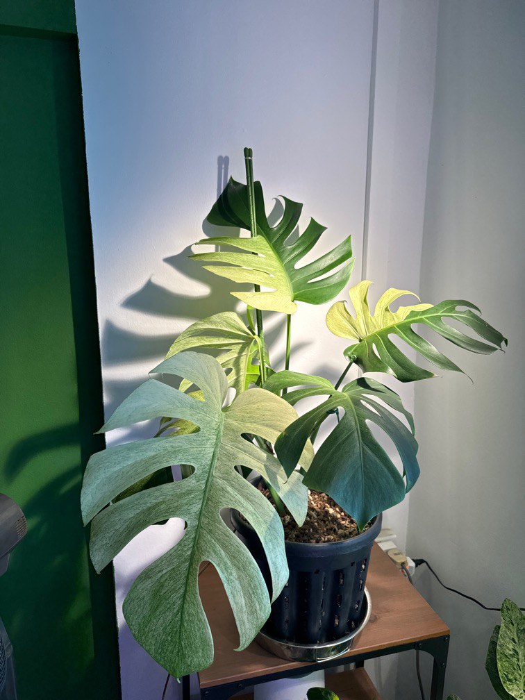 Large size monstera deliciosa mint, Furniture & Home Living, Gardening ...
