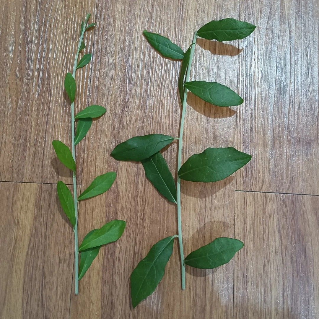 Lee Kuan Yew Tanaman hias hidup le kuan yu stek li kuan yu stekan ...