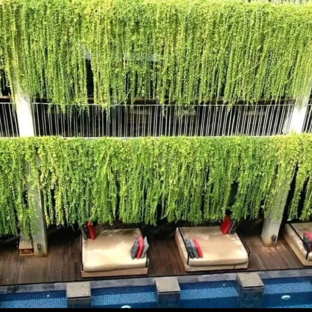 Lee Kuan Yew Tanaman hias hidup le kuan yu stek li kuan yu stekan ...