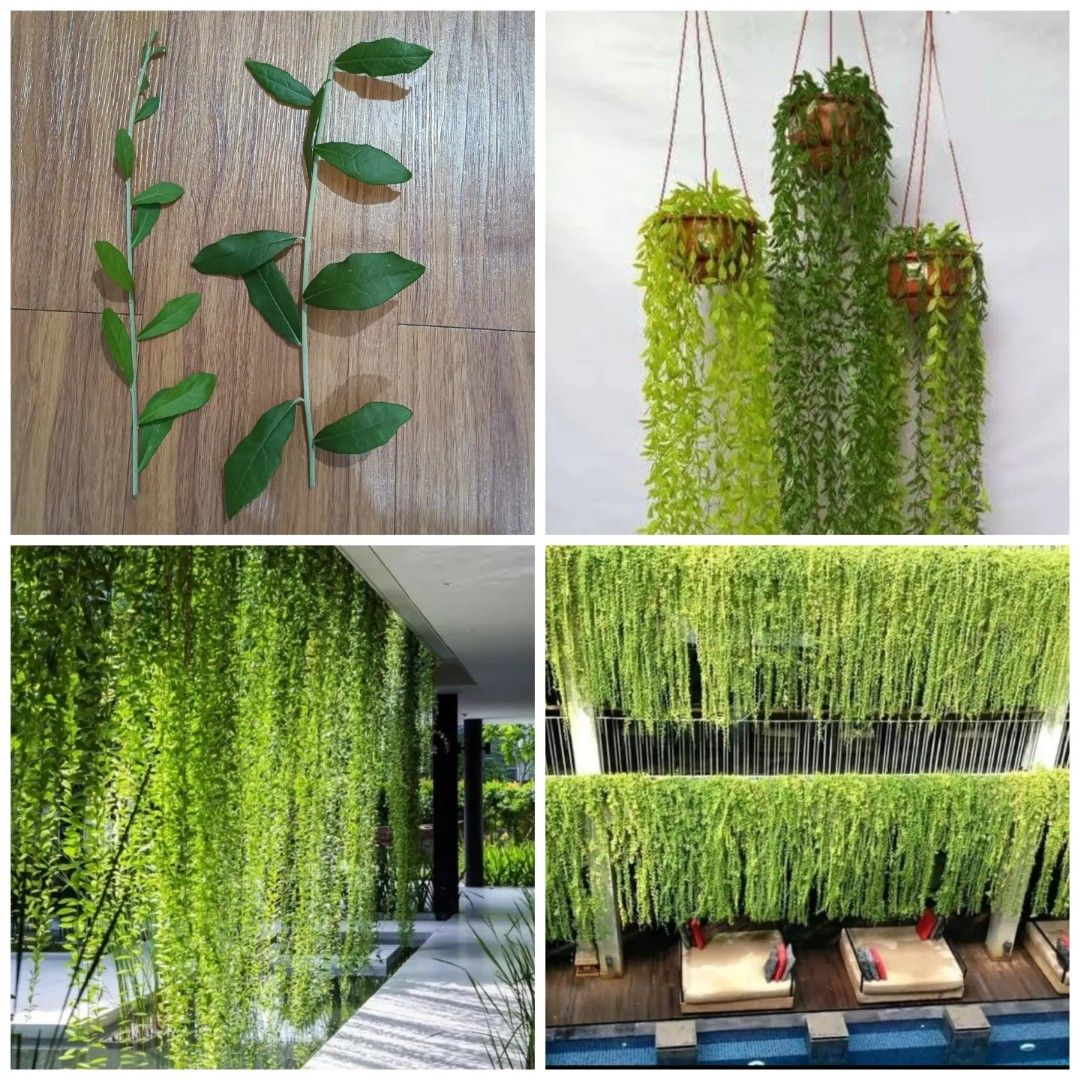 Lee Kuan Yew Tanaman hias hidup le kuan yu stek li kuan yu stekan ...