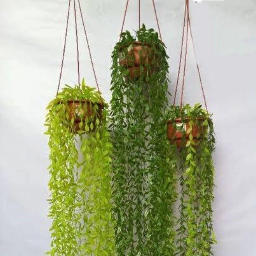 Lee Kuan Yew Tanaman hias hidup le kuan yu stek li kuan yu stekan ...