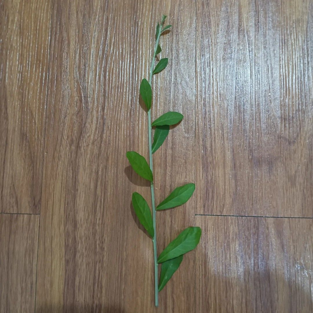 Lee Kuan Yew Tanaman hias hidup le kuan yu stek li kuan yu stekan ...