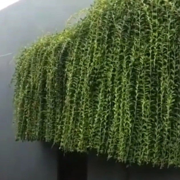 Lee Kuan Yew Tanaman hias hidup le kuan yu stek li kuan yu stekan ...