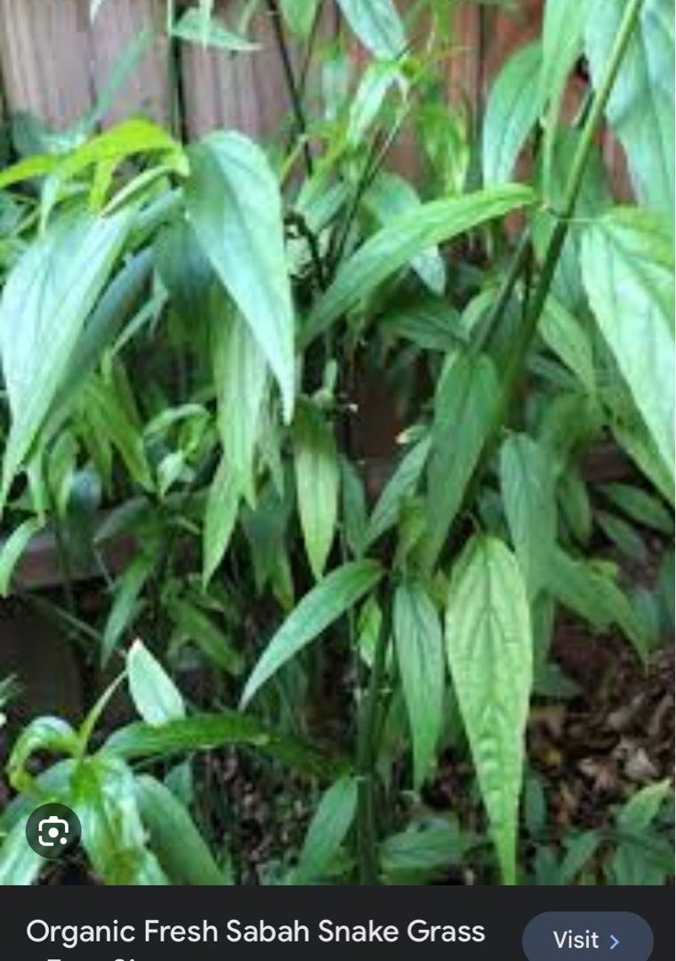 Organic sabah snake grass, Health & Nutrition, Health Supplements ...