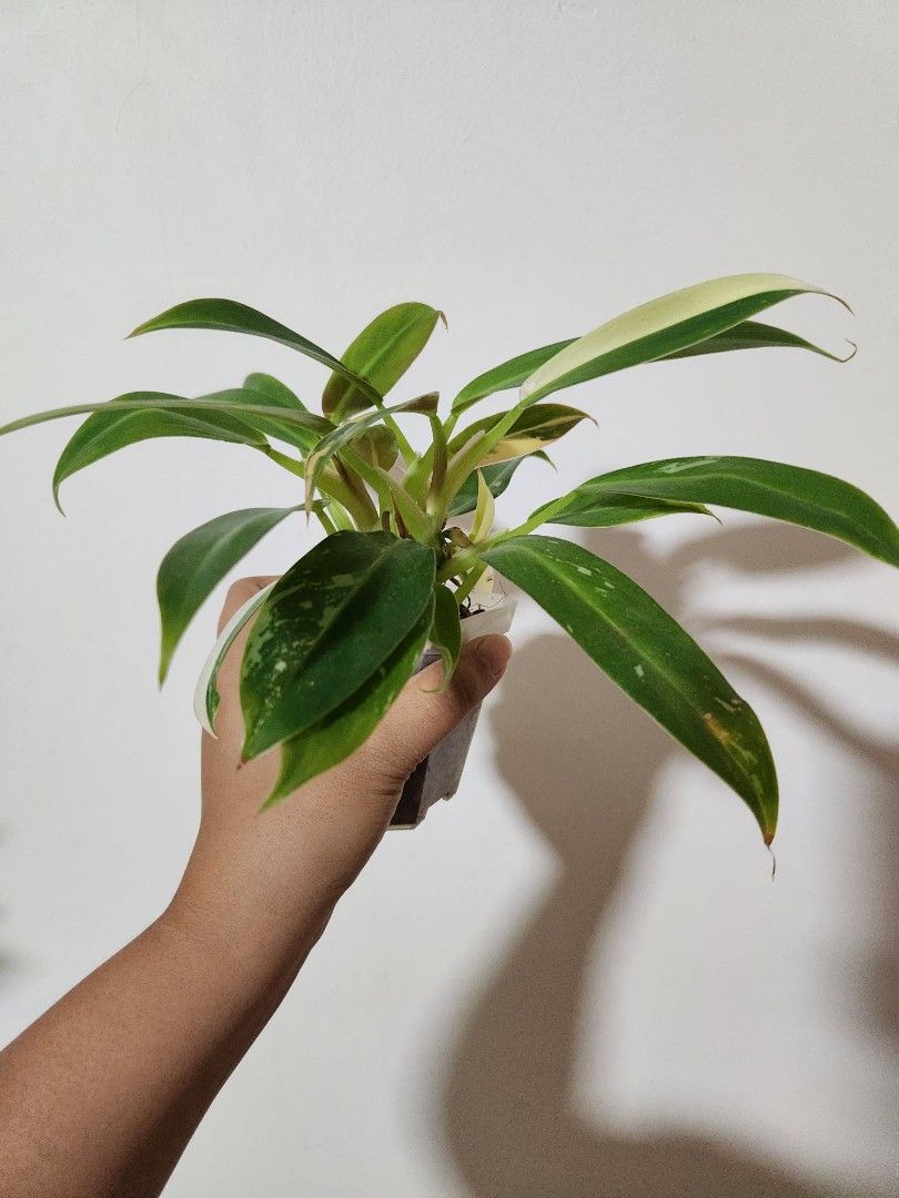 Philodendron Wend Imbe variegated, Furniture & Home Living, Gardening ...