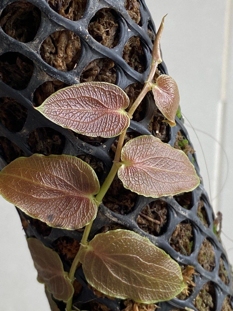Pothos Barberianus, Furniture & Home Living, Gardening, Plants & Seeds ...