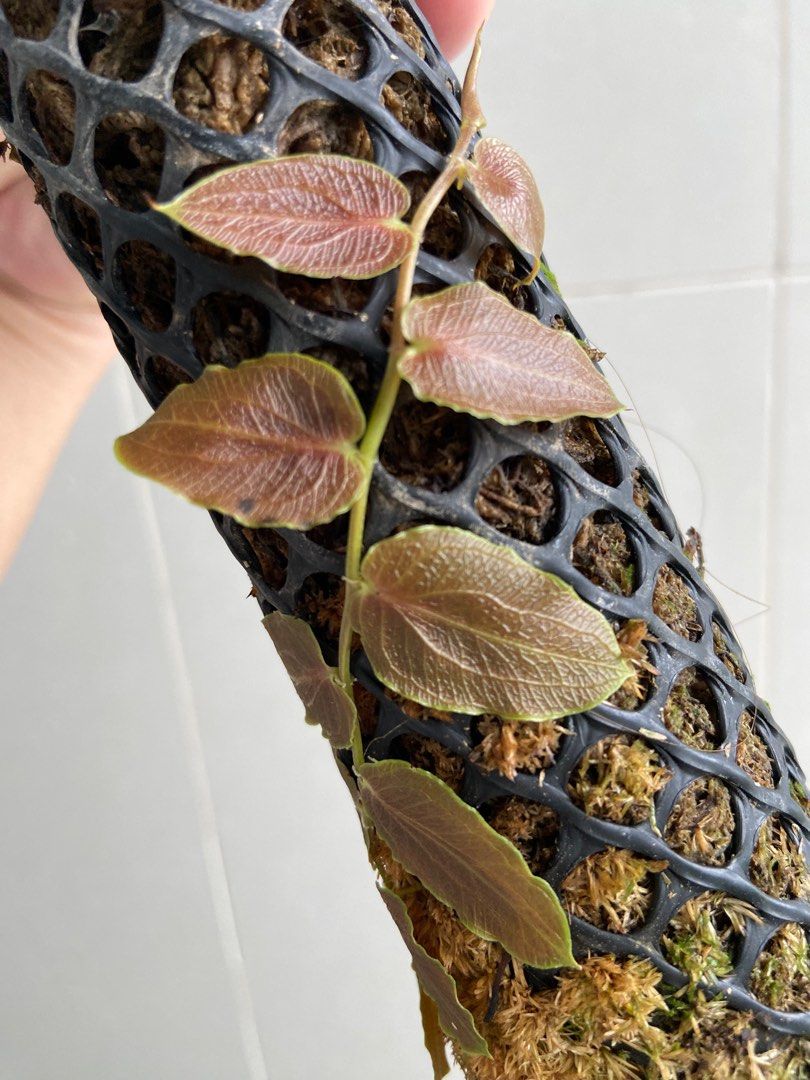 Pothos Barberianus, Furniture & Home Living, Gardening, Plants & Seeds ...