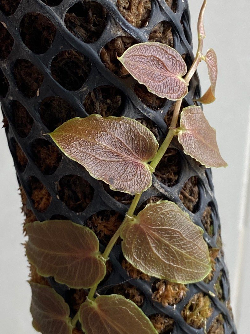Pothos Barberianus, Furniture & Home Living, Gardening, Plants & Seeds ...