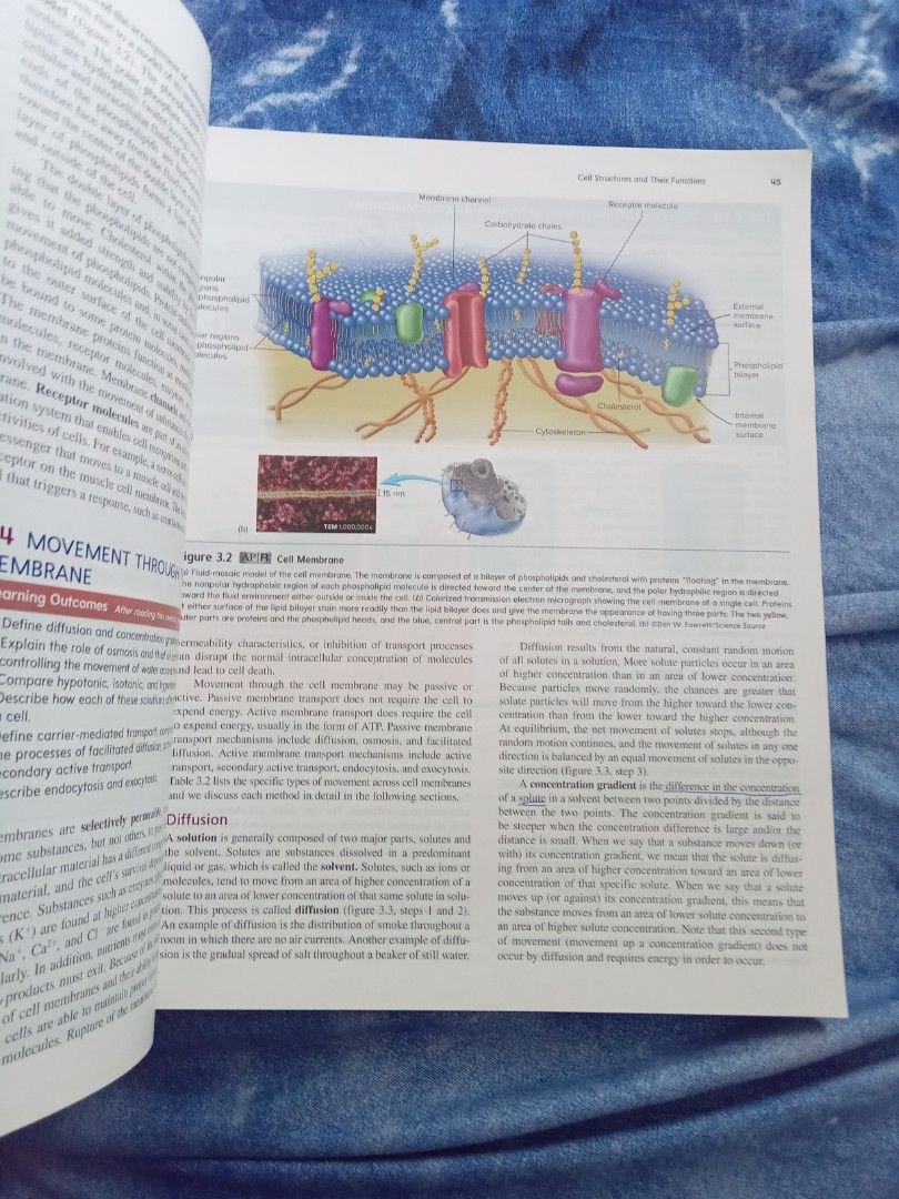 Medtech book: Seeley's Essentials of Anatomy and Physiology 10th ...