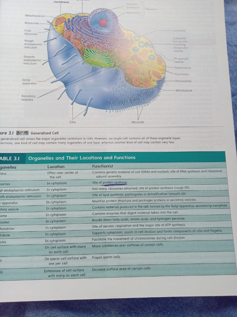 Medtech book: Seeley's Essentials of Anatomy and Physiology 10th ...