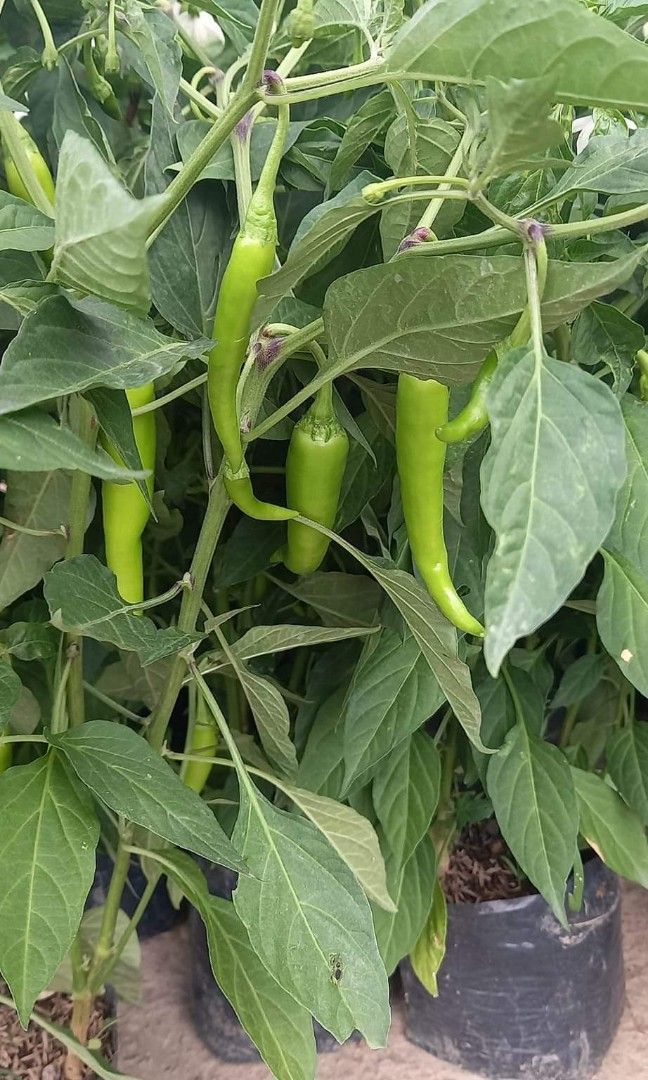 Sili panigang maraming Bunga, Furniture & Home Living, Gardening ...