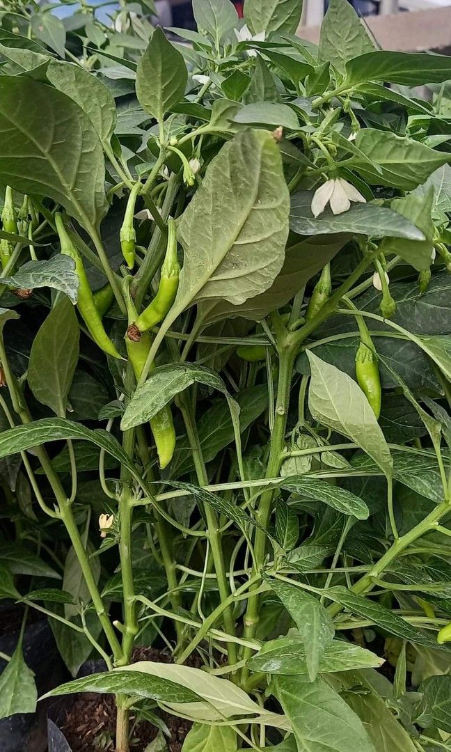 Sili panigang maraming Bunga, Furniture & Home Living, Gardening ...