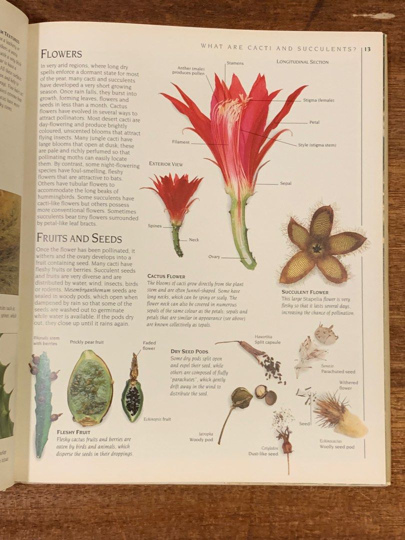 THE COMPLETE BOOK OF CACTI & SUCCULENTS ; The definitive practical ...