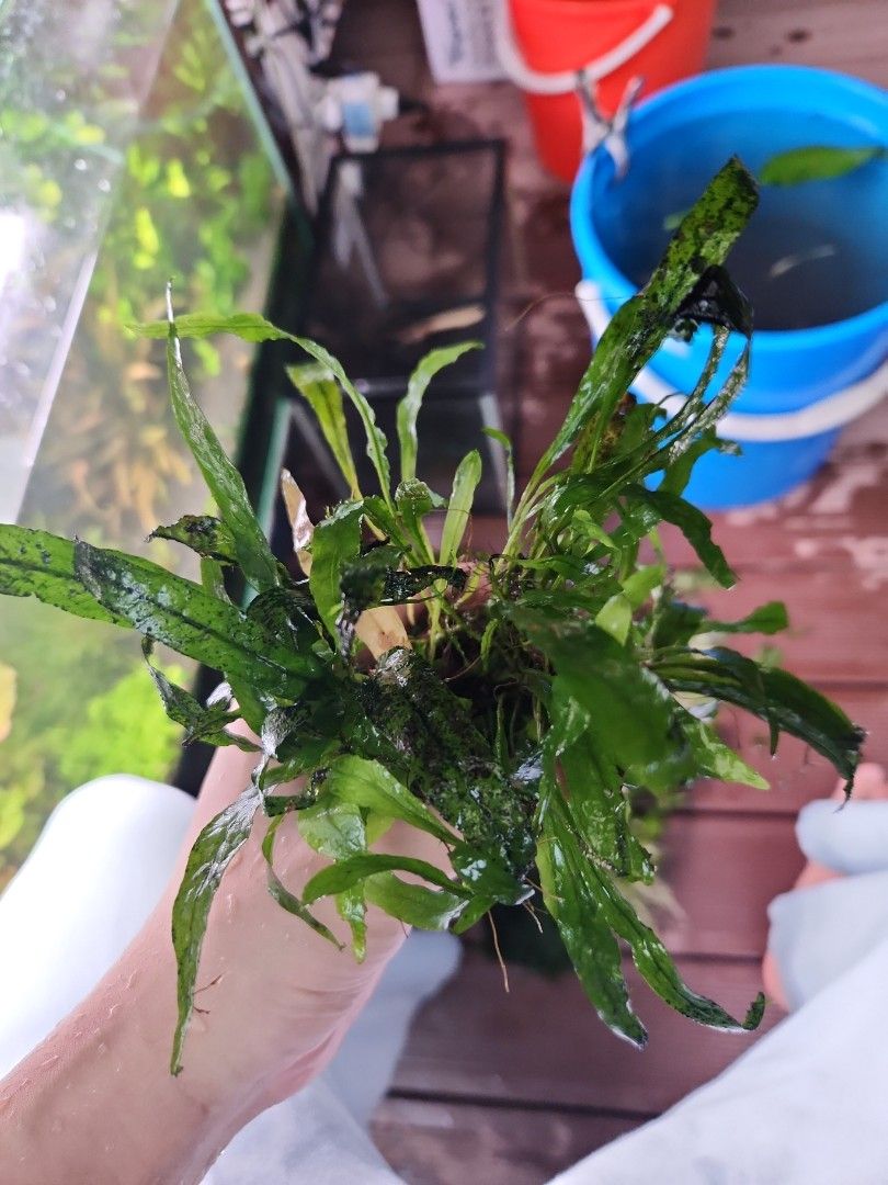 Aquarium plant java fern, Furniture & Home Living, Gardening, Plants ...