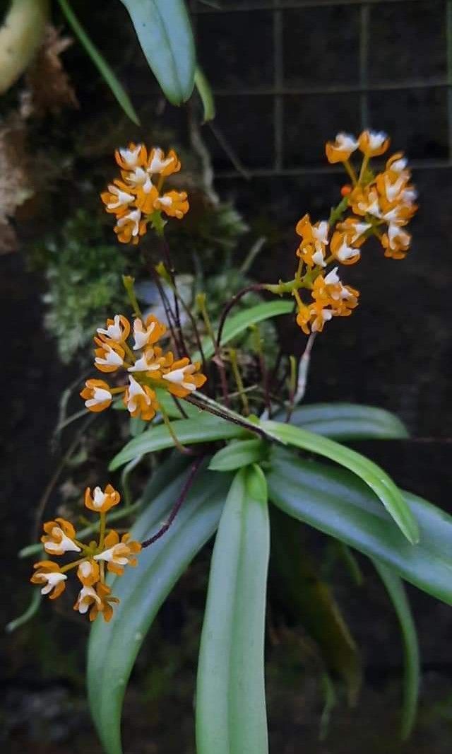 Ascochilus emarginatus, Furniture & Home Living, Gardening, Plants ...