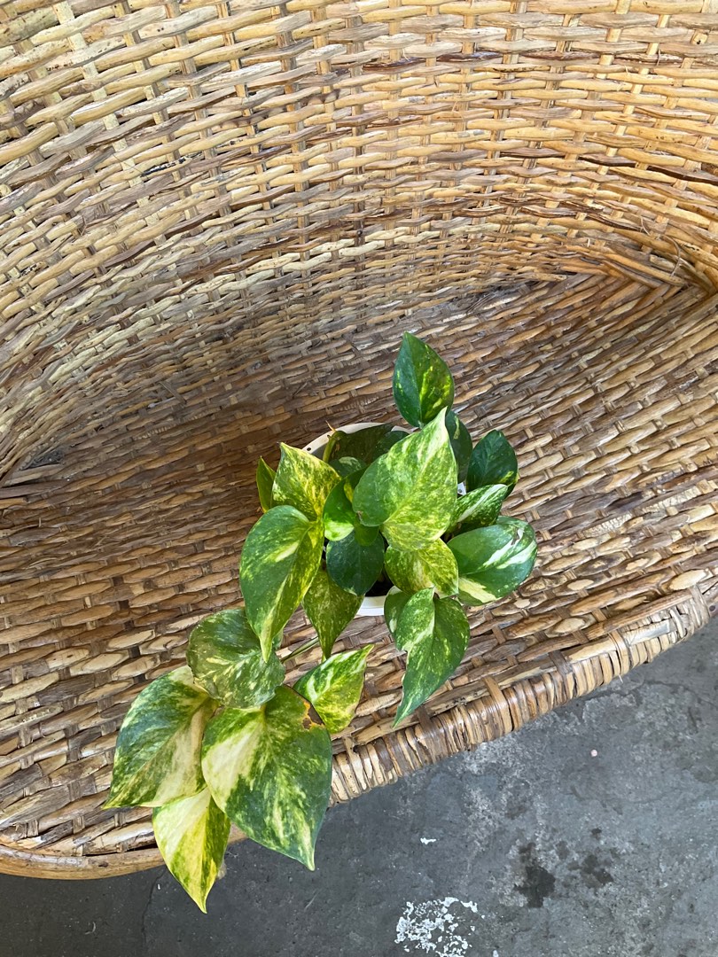 buy1 take 1 murang halaman pothos, Furniture & Home Living, Gardening ...