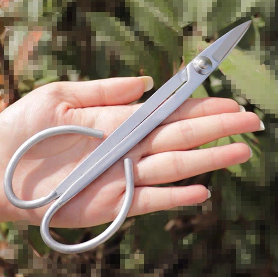 CNY PROMO 2024 : FREE BONSAI SCISSORS for 2 or more BLACK PINE ...