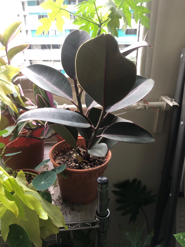 Ficus Elastica rubber fig, Furniture & Home Living, Gardening, Plants ...