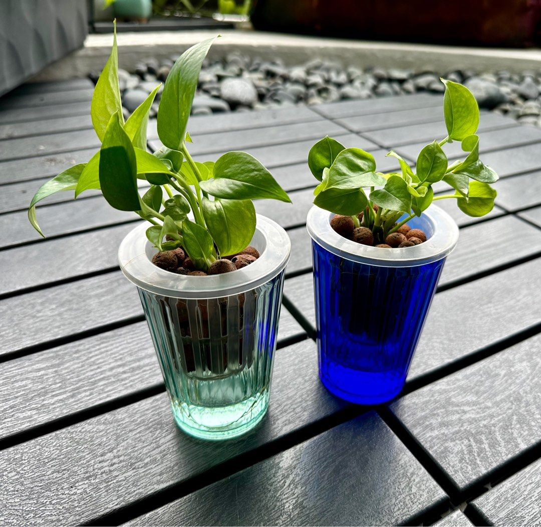 Golden pothos / money plant in leca - ikea, Furniture & Home Living ...