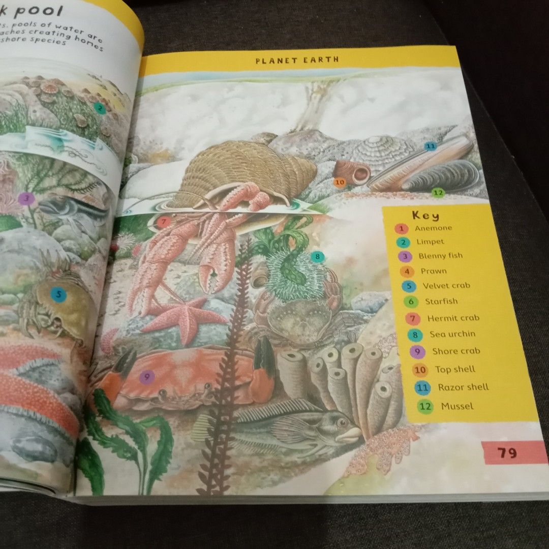 Junior Picture Dictionary, Hobbies & Toys, Books & Magazines ...