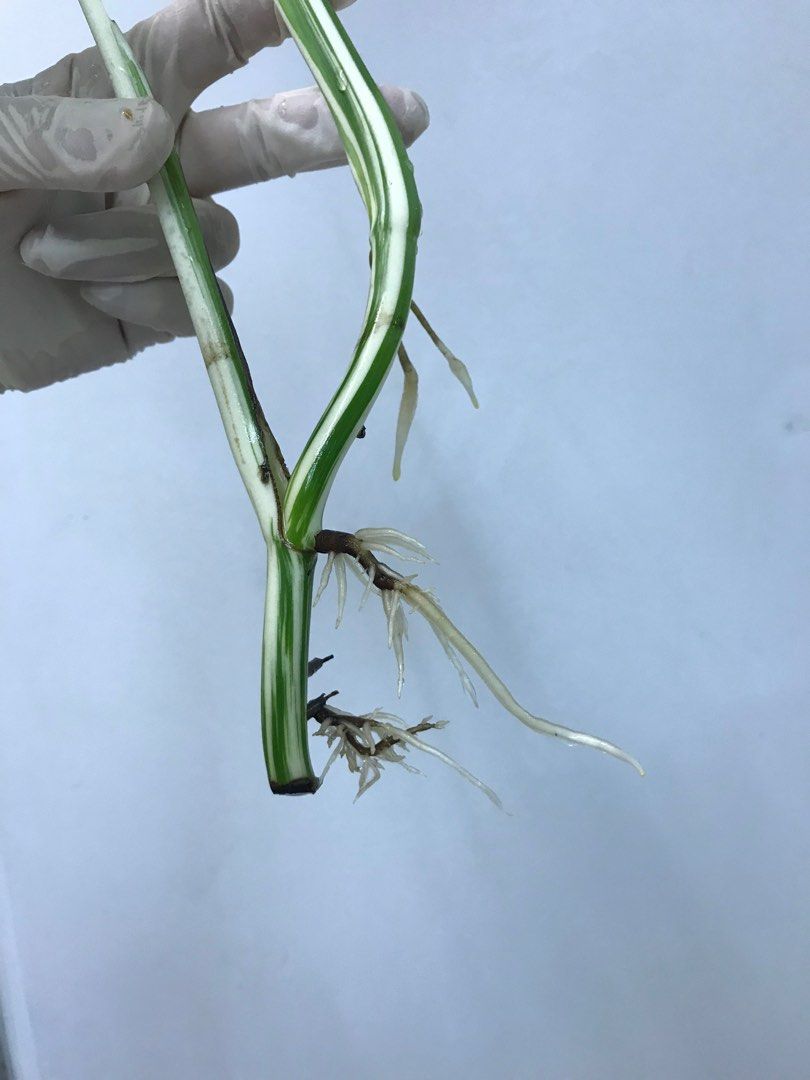 Monstera borsi albo variegated A, Furniture & Home Living, Gardening ...