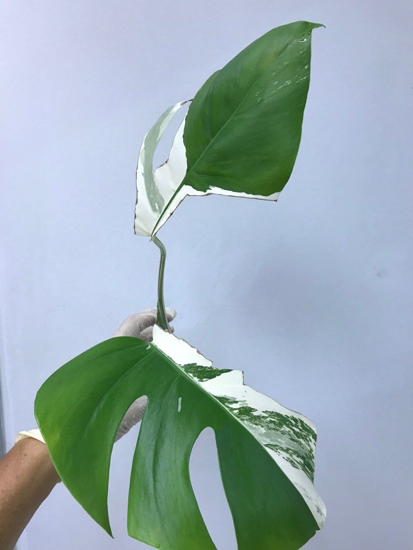 Monstera borsi albo variegated A, Furniture & Home Living, Gardening ...