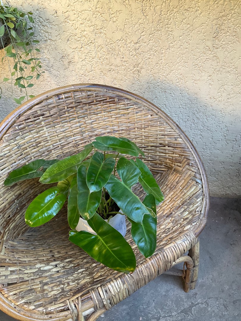 murang halaman lush burl marx, Furniture & Home Living, Gardening ...