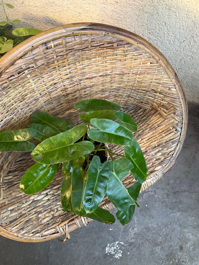 murang halaman lush burl marx, Furniture & Home Living, Gardening ...