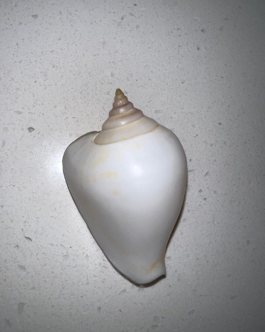 Real Gong Gong (Conch) handmade craft, Hobbies & Toys, Stationery ...