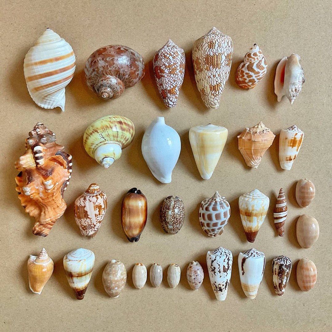 Amazing Seashell Collection - cowries, cones and more (Discount till ...