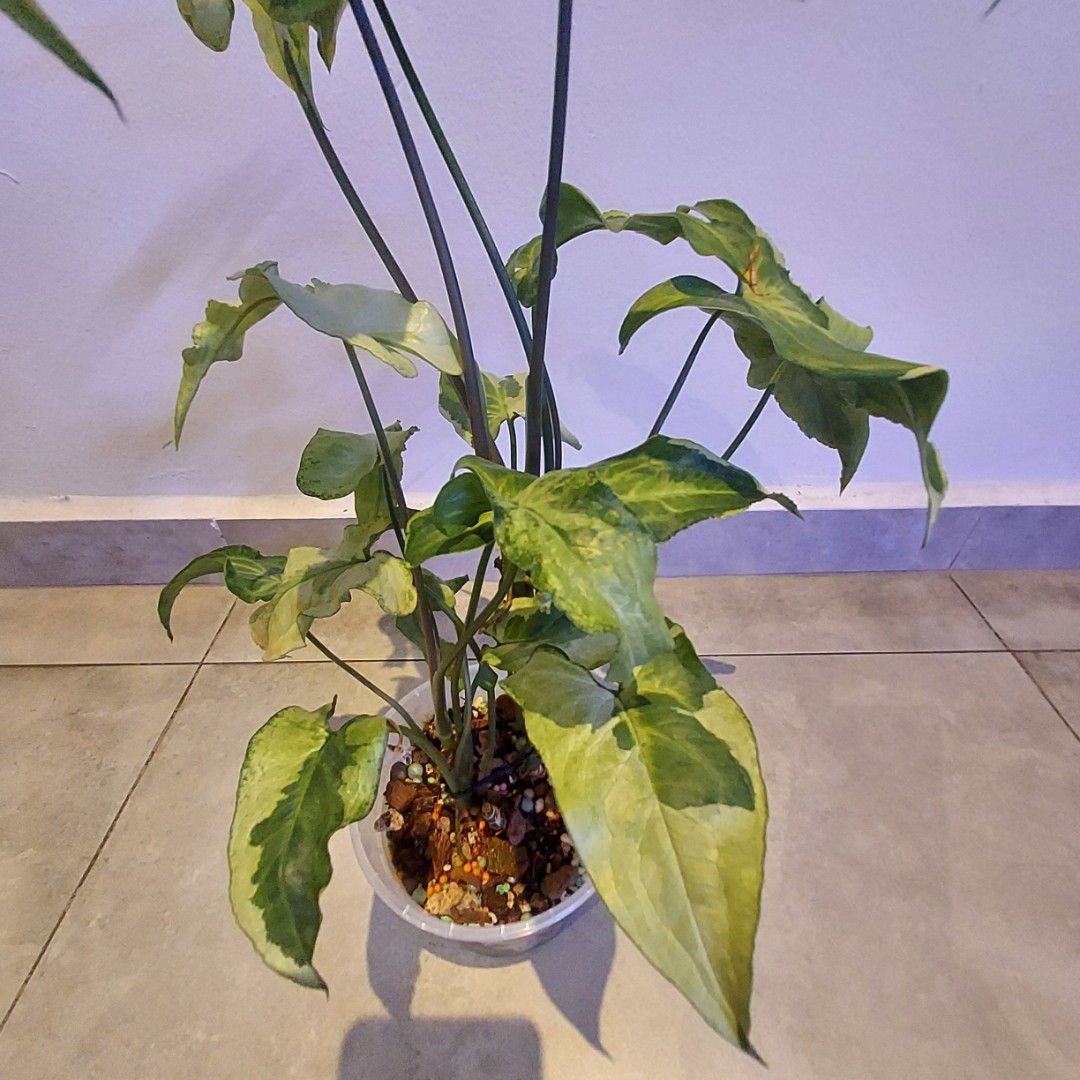 Syngonium Three Kings, Furniture & Home Living, Gardening, Plants ...