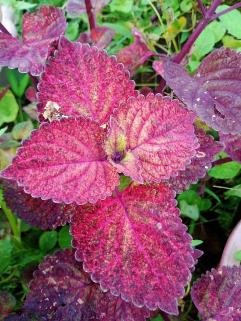 Anak Pokok bunga ati ati, Furniture & Home Living, Gardening, Plants ...