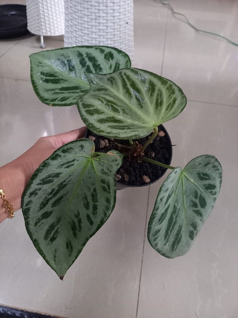 Anthurium silver chrome, Furniture & Home Living, Gardening, Plants ...