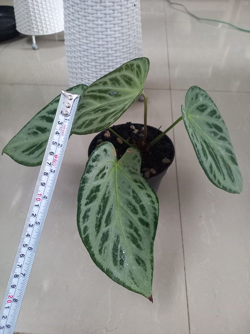 Anthurium silver chrome, Furniture & Home Living, Gardening, Plants ...