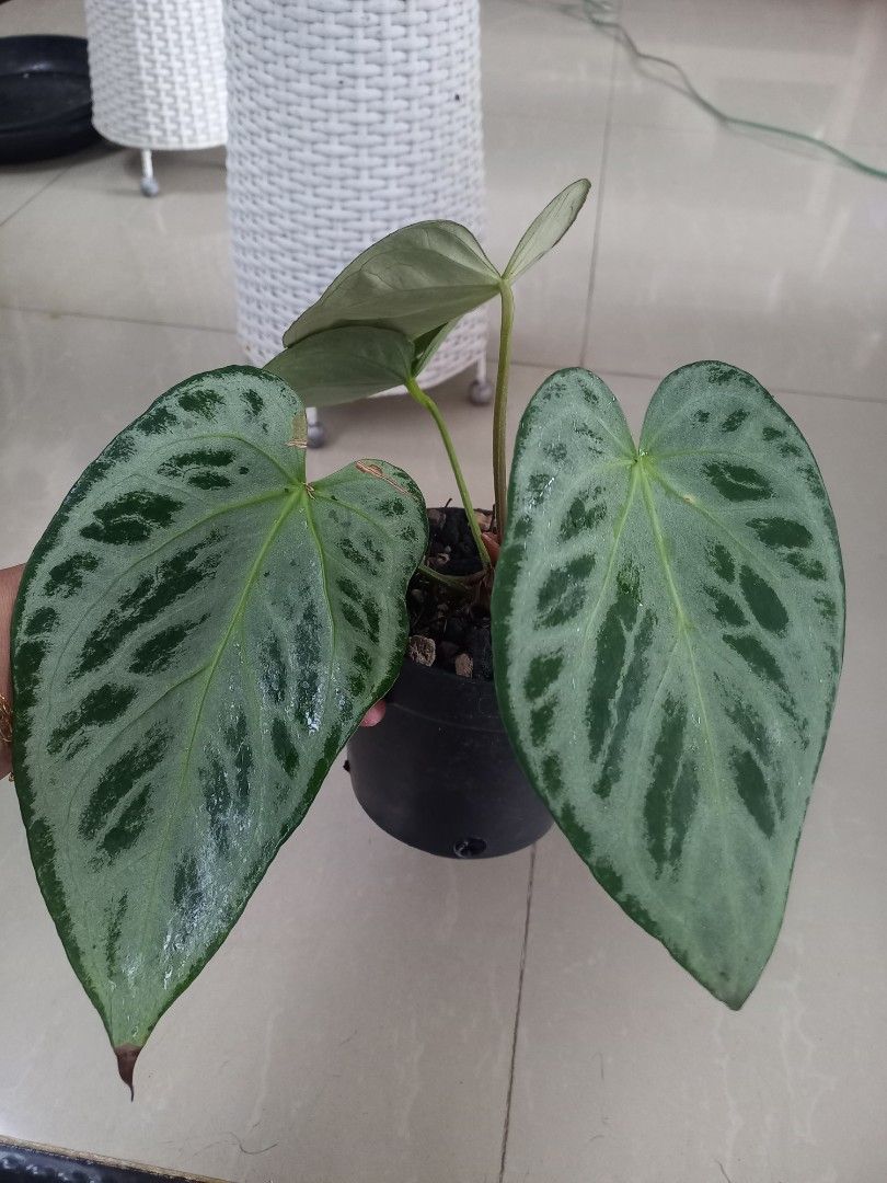 Anthurium silver chrome, Furniture & Home Living, Gardening, Plants ...