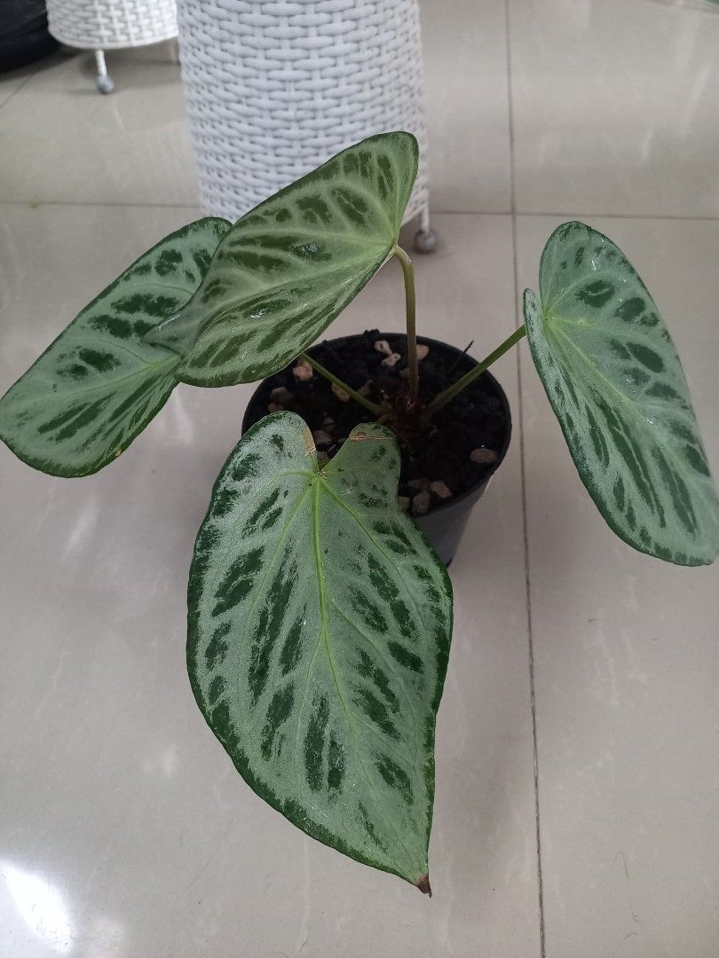 Anthurium silver chrome, Furniture & Home Living, Gardening, Plants ...