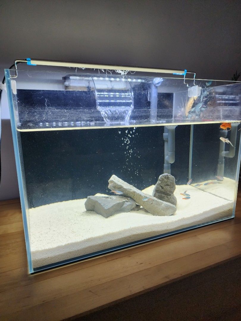 Fish tank, Pet Supplies, Homes & Other Pet Accessories on Carousell