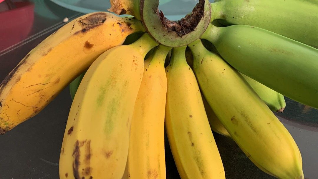 Banana plant - Pisang Susu ( rare), Furniture & Home Living, Gardening ...