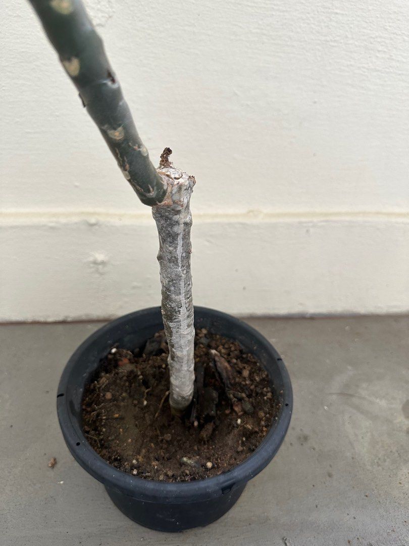 Plumeria Variegated (Frangipanni), Furniture & Home Living, Gardening ...