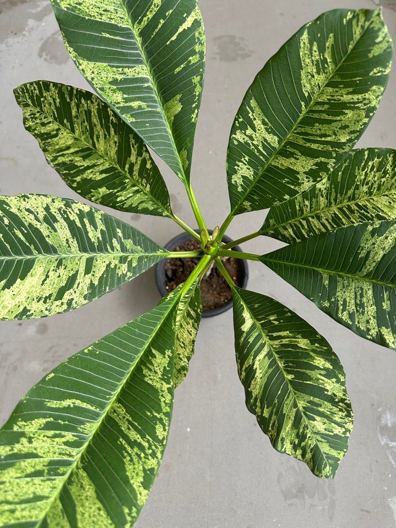 Plumeria Variegated (Frangipanni), Furniture & Home Living, Gardening ...