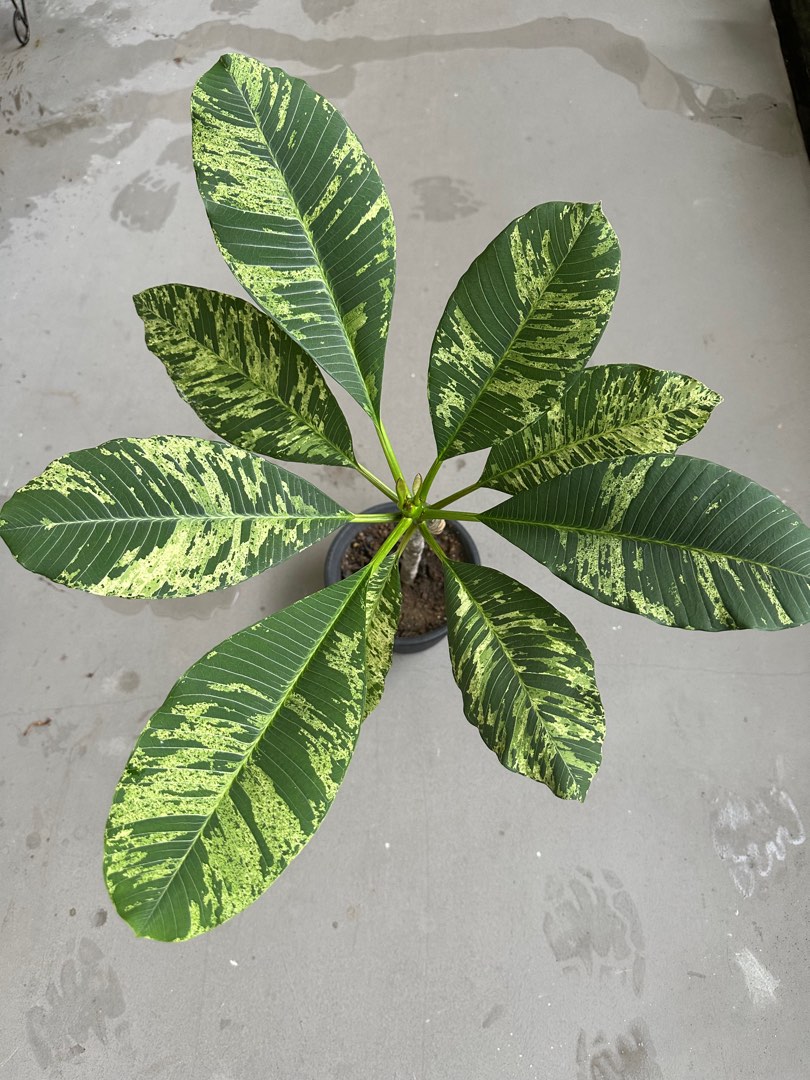 Plumeria Variegated (Frangipanni), Furniture & Home Living, Gardening ...